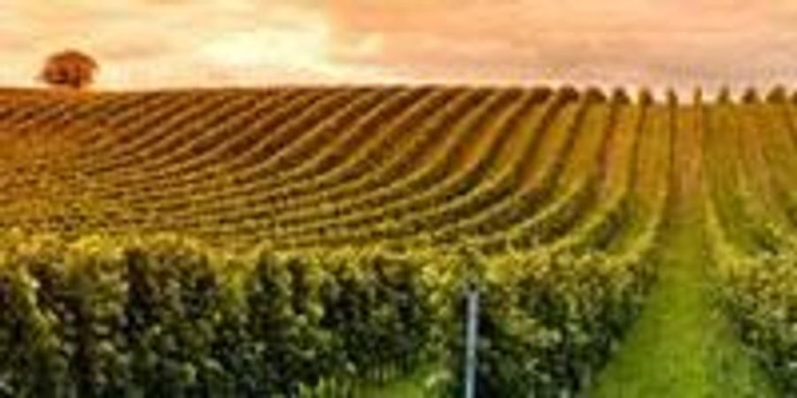 Sequencing Study Lifts Veil on Wine’s Microbial Terroir | Lab Manager