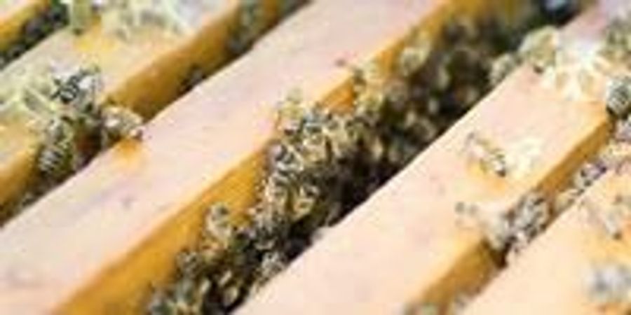 'Intensive' Beekeeping Not to Blame for Common Bee Diseases | Lab Manager