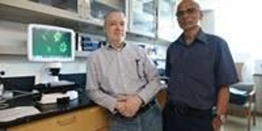 Killing the Seeds of Cancer: A New Finding Shows Potential in ...