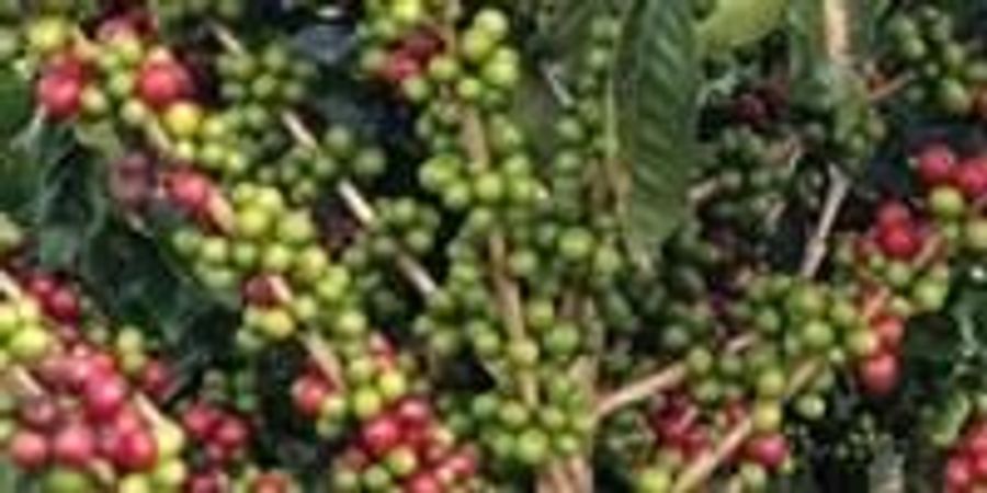 Managing the Ups and Downs of Coffee Production | Lab Manager
