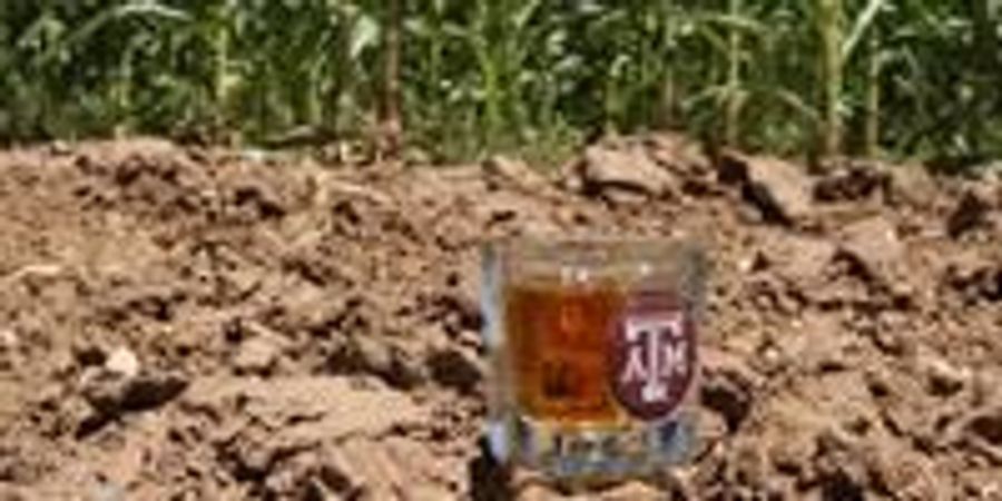 Corn Breeder Looking to Build a Better Bourbon | Lab Manager