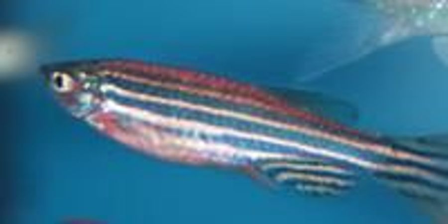 Researchers Discover Zebrafish Are Resistant to Eye Infection | Lab Manager