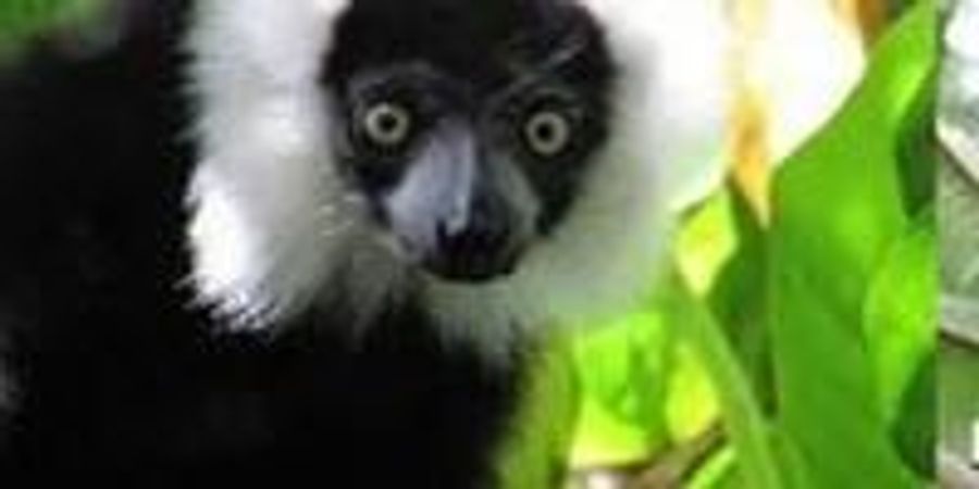 Global Commodities Trade and Consumption Place the World's Primates at ...