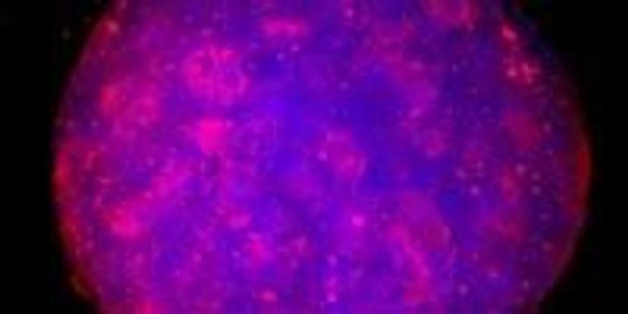 Tissue Clearing Kits and Reagents for Faster, Accurate 3D Imaging | Lab ...