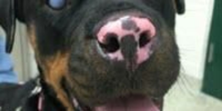 The Healing Power of Fish Skin for a Dog Named Stella | Lab Manager