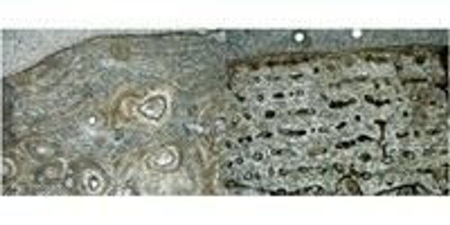 The Fossilization Process of Dinosaur Remains | Lab Manager