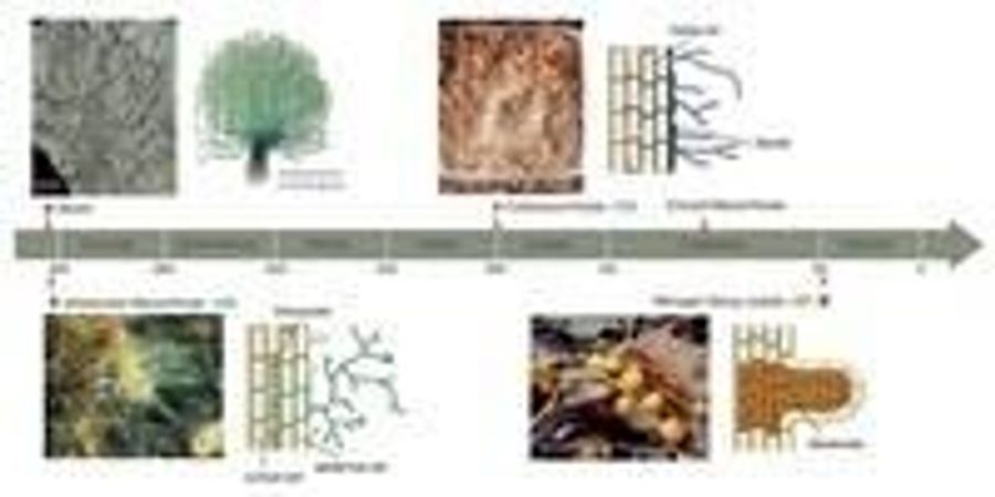 Plants, Microbes Shape Global Biomes through Local Underground ...