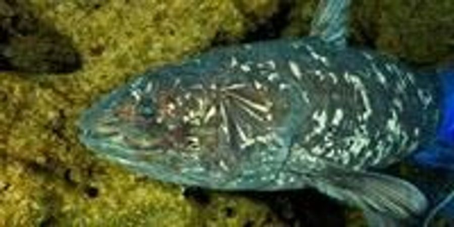 Fish That Outlived Dinosaurs Reveals Secrets of Ancient Skull Evolution ...