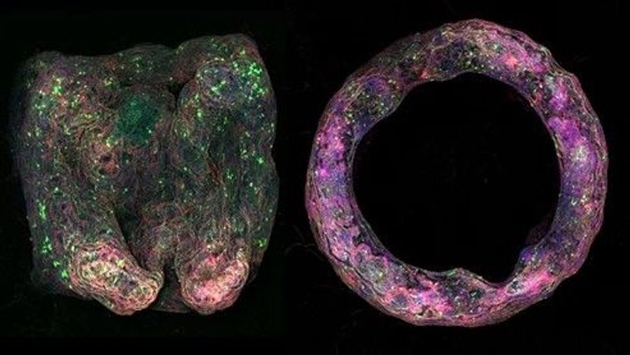 Team Develops First-Of-A-Kind In-Vitro 3D Neural Tissue Model | Lab Manager