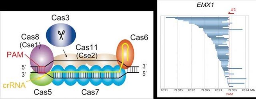 Genomic Cut and Paste Using a Class 1 CRISPR System | Lab Manager