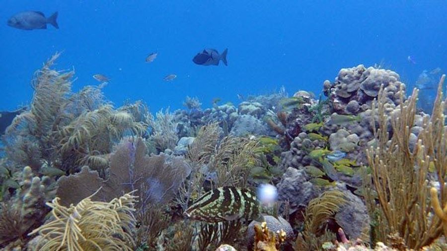 How Microbes Reflect the Health of Coral Reefs | Lab Manager