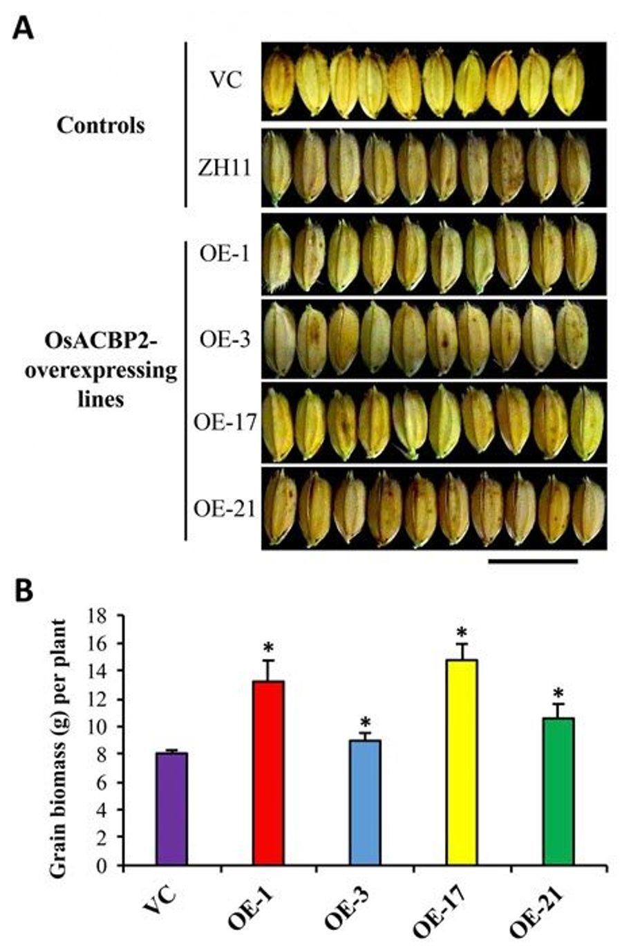 Plant Scientists Identify New Strategy to Enhance Rice Grain Yield ...