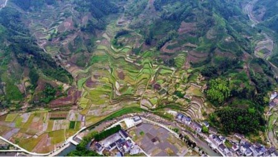 Study Finds Chinese Plant Biodiversity at Risk Due to Human Activity ...