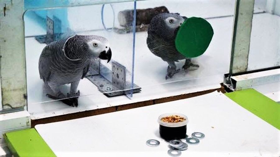 African Grey Parrots Spontaneously 'Lend a Wing' | Lab Manager