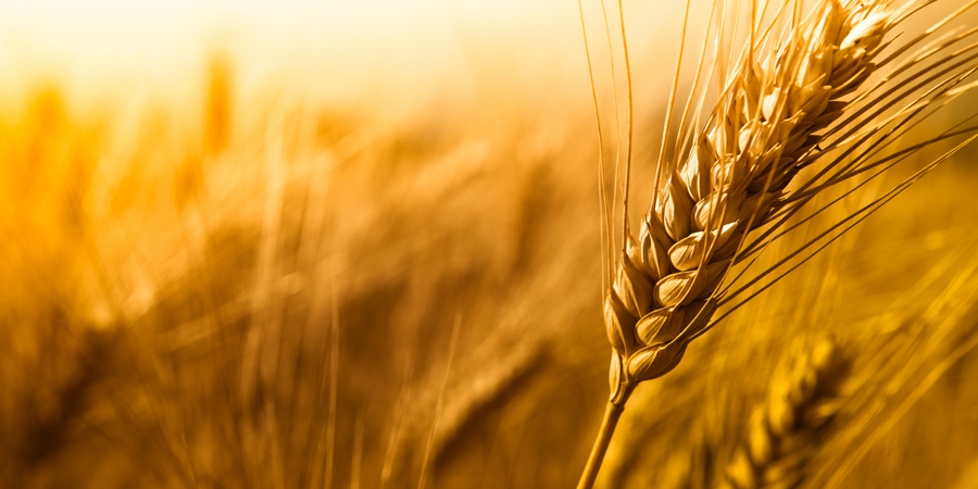 Domesticated Wheat Has Complex Parentage | Lab Manager