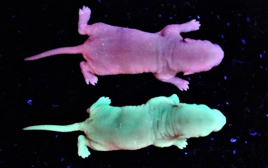 Efficient Cryopreservation of Genetically Modified Rat Spermatozoa ...