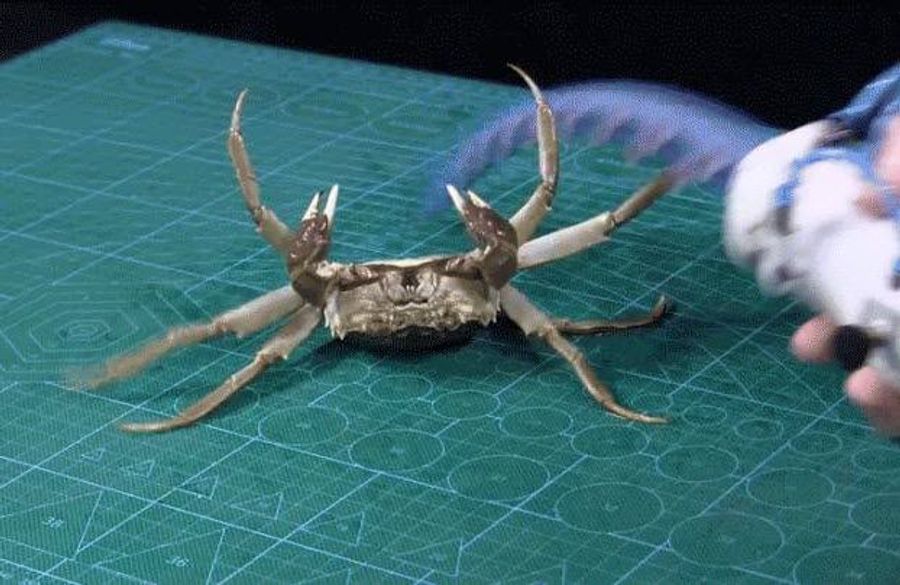 Octopus-Inspired Robot Can Grip, Move, and Manipulate a Wide Range of ...