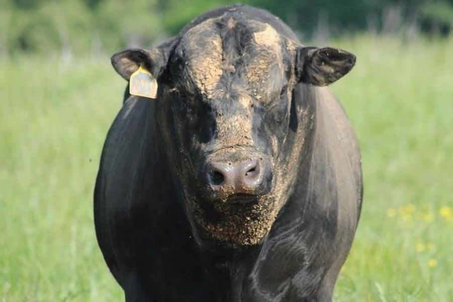 Common Feed Ingredient Tested Safe in Bulls | Lab Manager