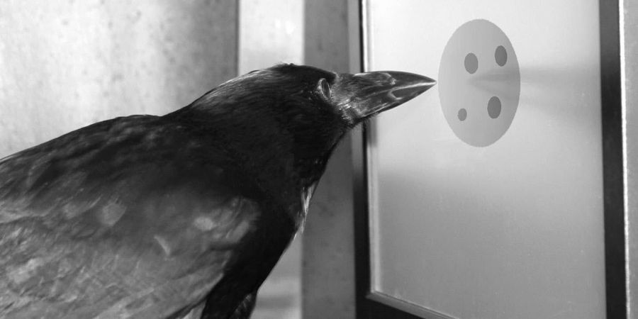 How Animals Understand Numbers Influences Chance of Survival | Lab Manager