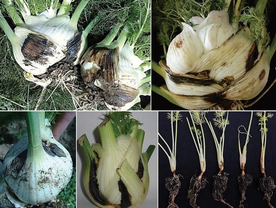 New Pathogen Threatens Fennel Yield in Italy | Lab Manager