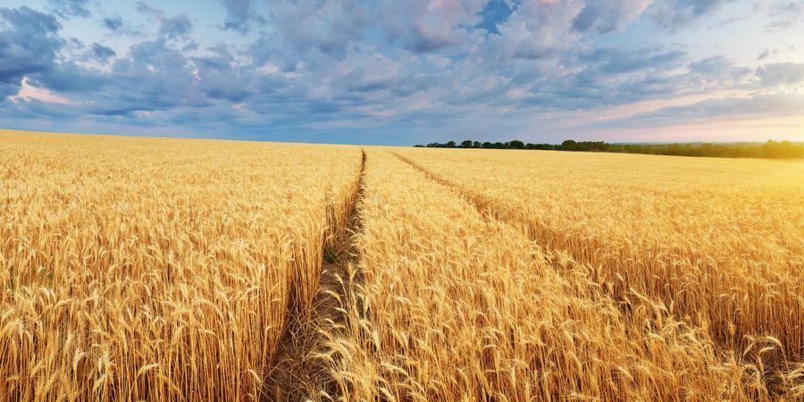 Scientists Find New Tool to Combat Major Wheat Disease | Lab Manager