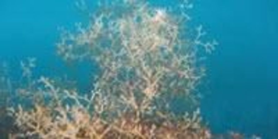 Galápagos Islands Have Nearly 10 Times More Alien Marine Species Than ...