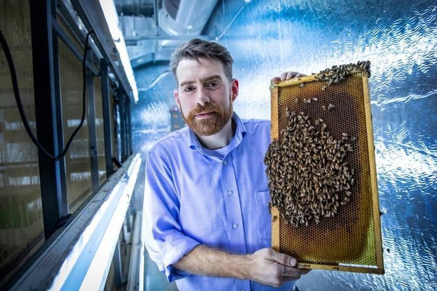 Virus-Infected Bees More Likely to Access Healthy Hives | Lab Manager