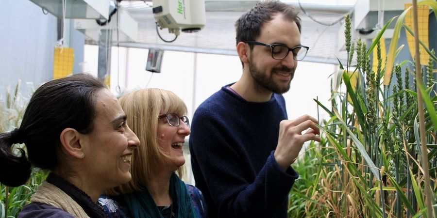 Scientists Take a Step Closer to Heat-Tolerant Wheat | Lab Manager