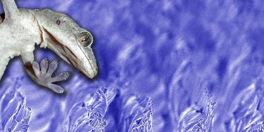 Mass Producing Surfaces That Grip like Gecko Feet | Lab Manager