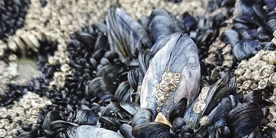 Mussel Reefs Heighten Microplastic Exposure and Consumption Risk | Lab ...