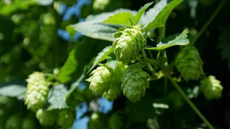 Study: Hop Supplements Safe as Menopause Treatment | Lab Manager