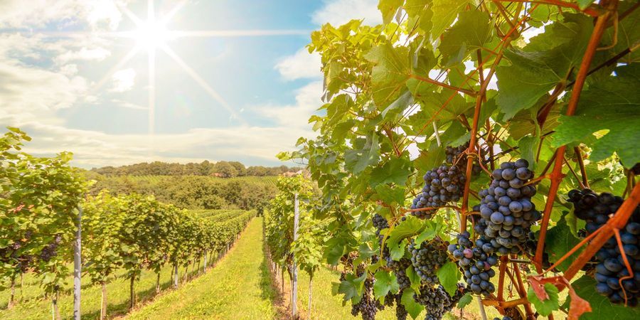 New Model Gives Wineries Better Data from Existing Tests | Lab Manager
