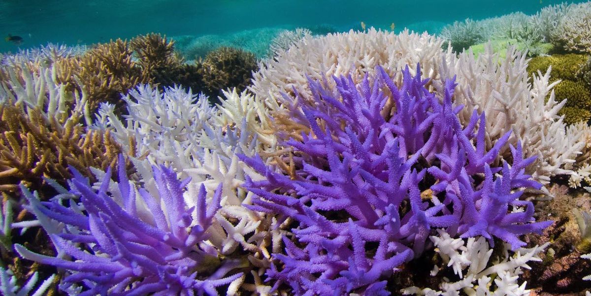 coral bleaching process steps