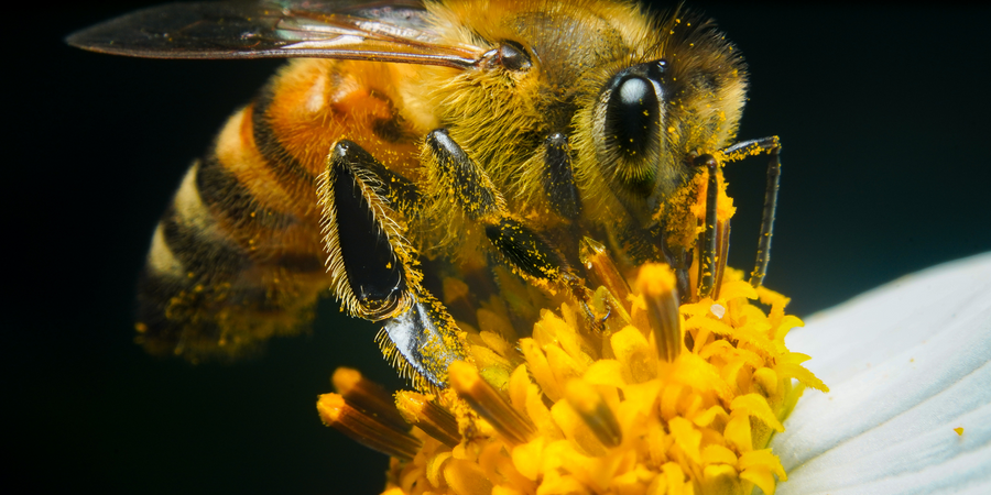 'Bee' Thankful for the Evolution of Pollen | Lab Manager