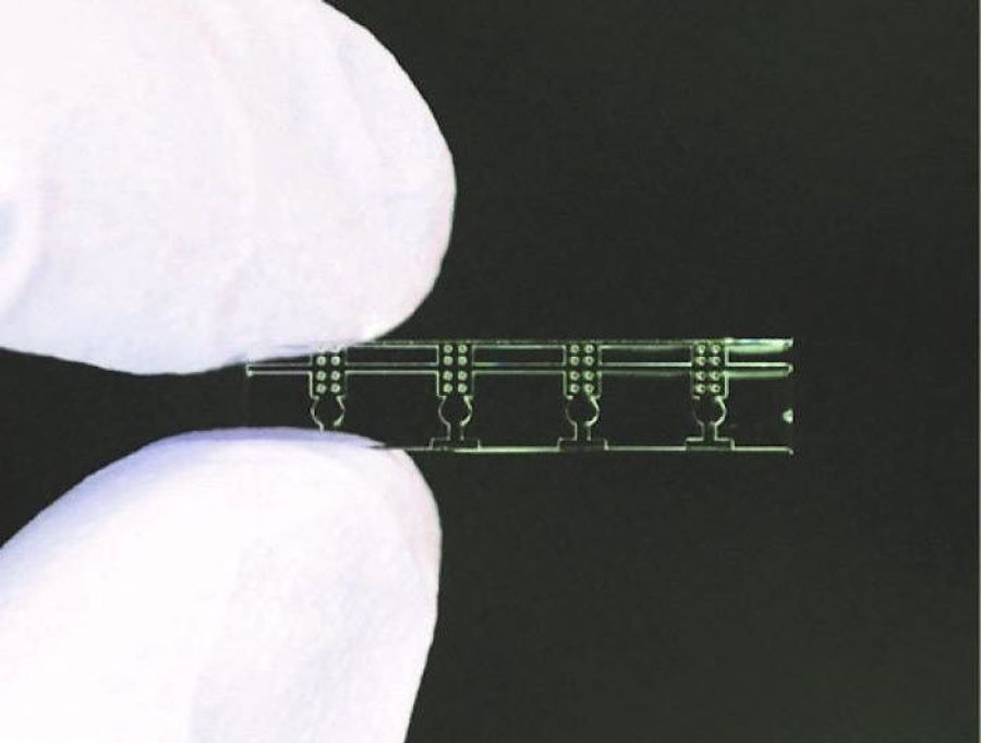 Small See-Through Container Improves Plant Micrografting | Lab Manager