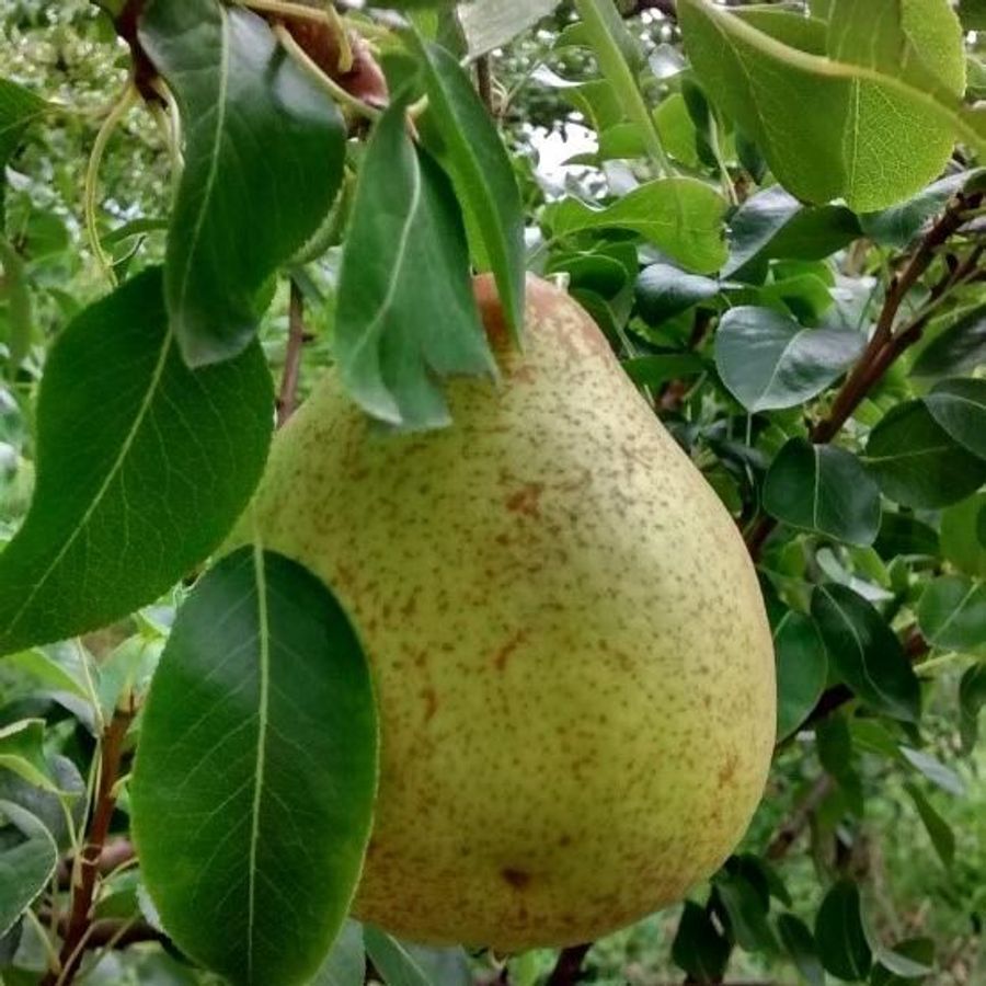 Effects of Potassium Fertilization in Pear Trees | Lab Manager