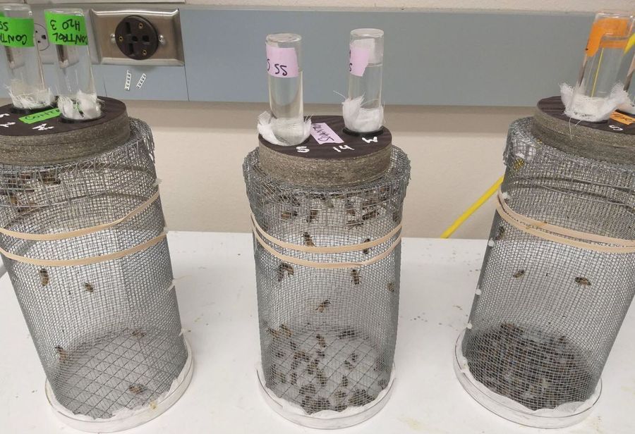 Bee Lives Shortened after Exposure to Two Widely Used Pesticides | Lab ...