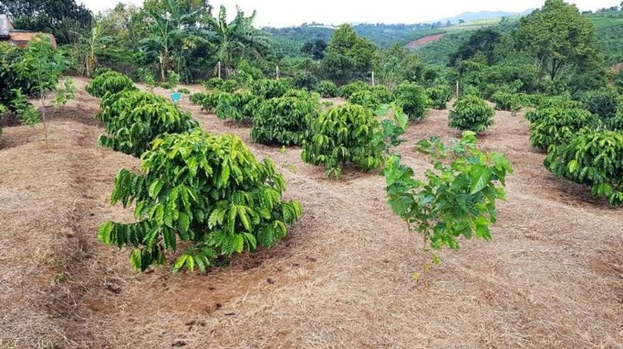 Study: Even Toughest Coffee Trees Vulnerable to Slight Warming | Lab ...