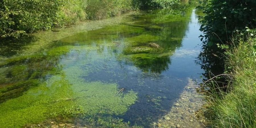 Study Shows How River Plants Counter Flooding and Drought | Lab Manager