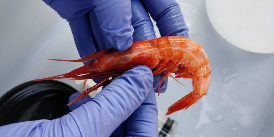Study: Microplastics Don't Harm Shrimp Health or Effect Food Safety ...