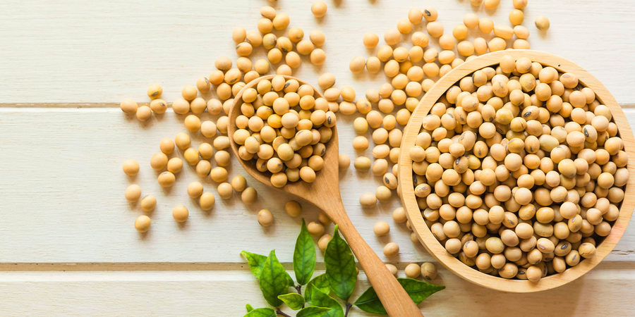 Researchers Use Soy to Improve Bone Cancer Treatment | Lab Manager