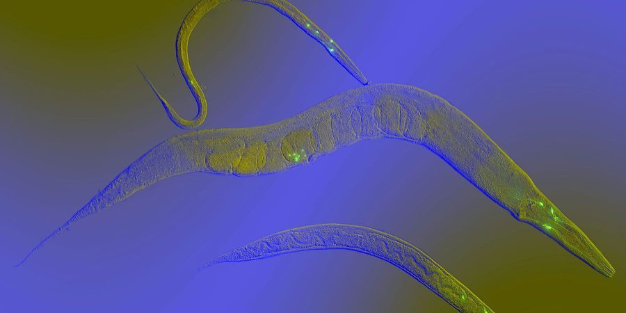 How Worms Pass Down Knowledge through the Generations | Lab Manager