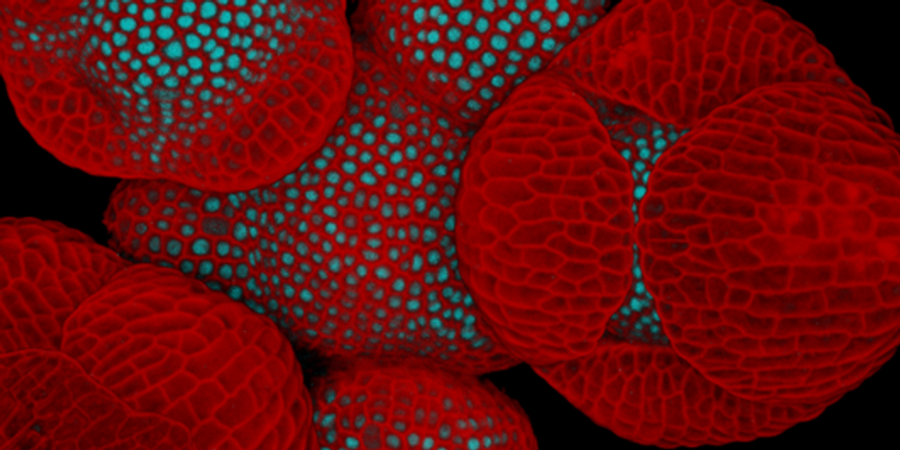 Olympus Launches Second Global Image of the Year Award | Lab Manager