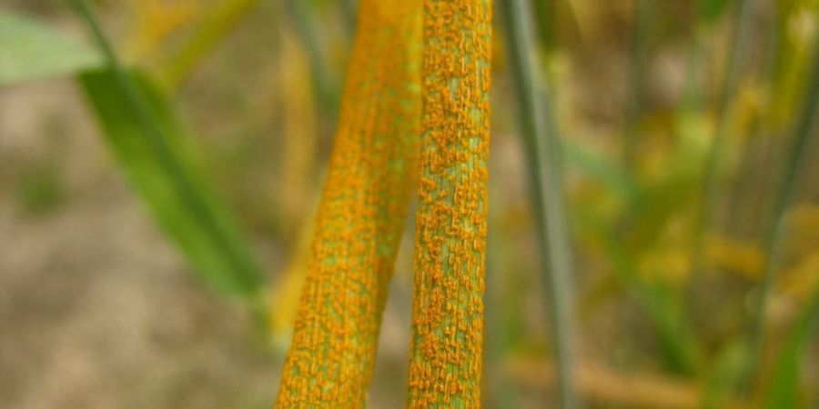 Study IDs Wheat Varieties That Resist Destructive Stripe Rust Disease ...