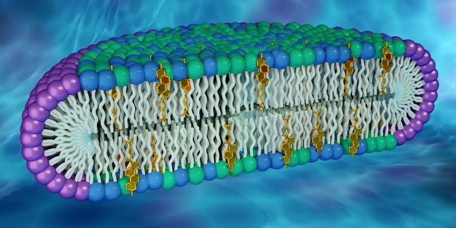 Novel Cell Membrane Model Could Be Key to Uncovering New Protein ...