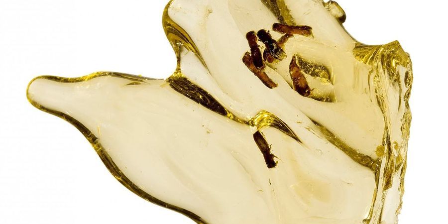 Researchers Extract DNA from Resin-Embedded Insects | Lab Manager