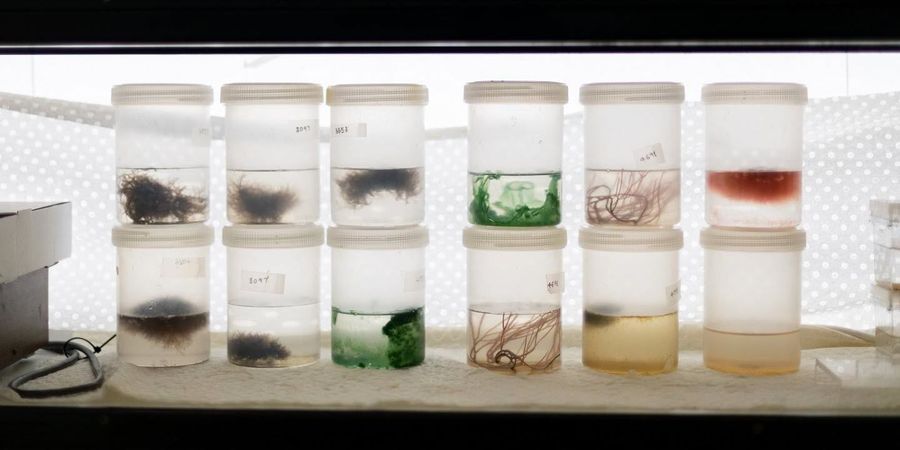 A Red Future for Improving Crop Production? | Lab Manager