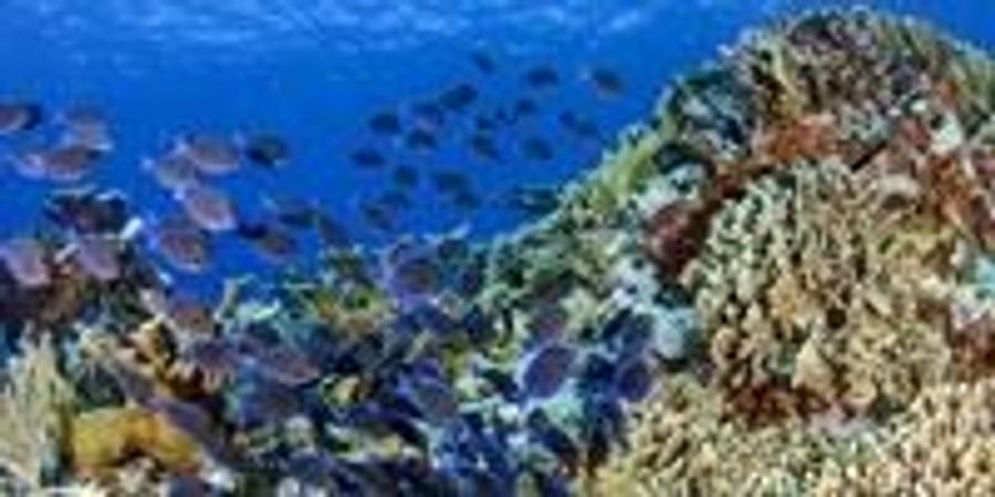 Fish Diversity Linked to Caribbean Coral Reef Health | Lab Manager