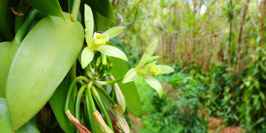 Vanilla Cultivation under Trees Promotes Pest Regulation | Lab Manager