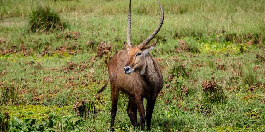 Are Bushmeat Hunters Aware of Zoonotic Disease? | Lab Manager